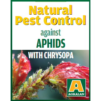 Aphid Control with Lacewing Larvae (Chrysopa MC System) – Pest Free Gardening