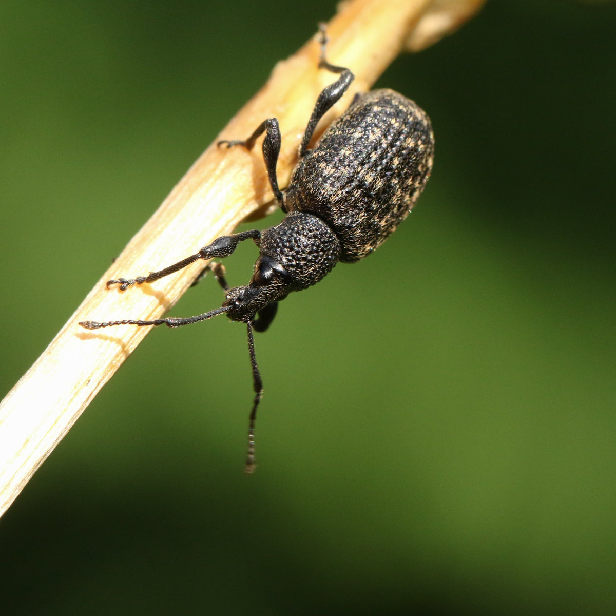 Vine Weevil Control - Spring/Summer Control – Pest Free Gardening